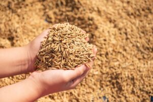 Basmati Rice vs. Sella Rice: What’s the Difference? - Barkat Rice